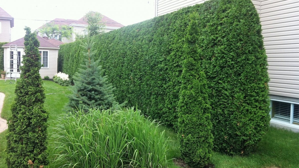 Landscaping – champsdereves